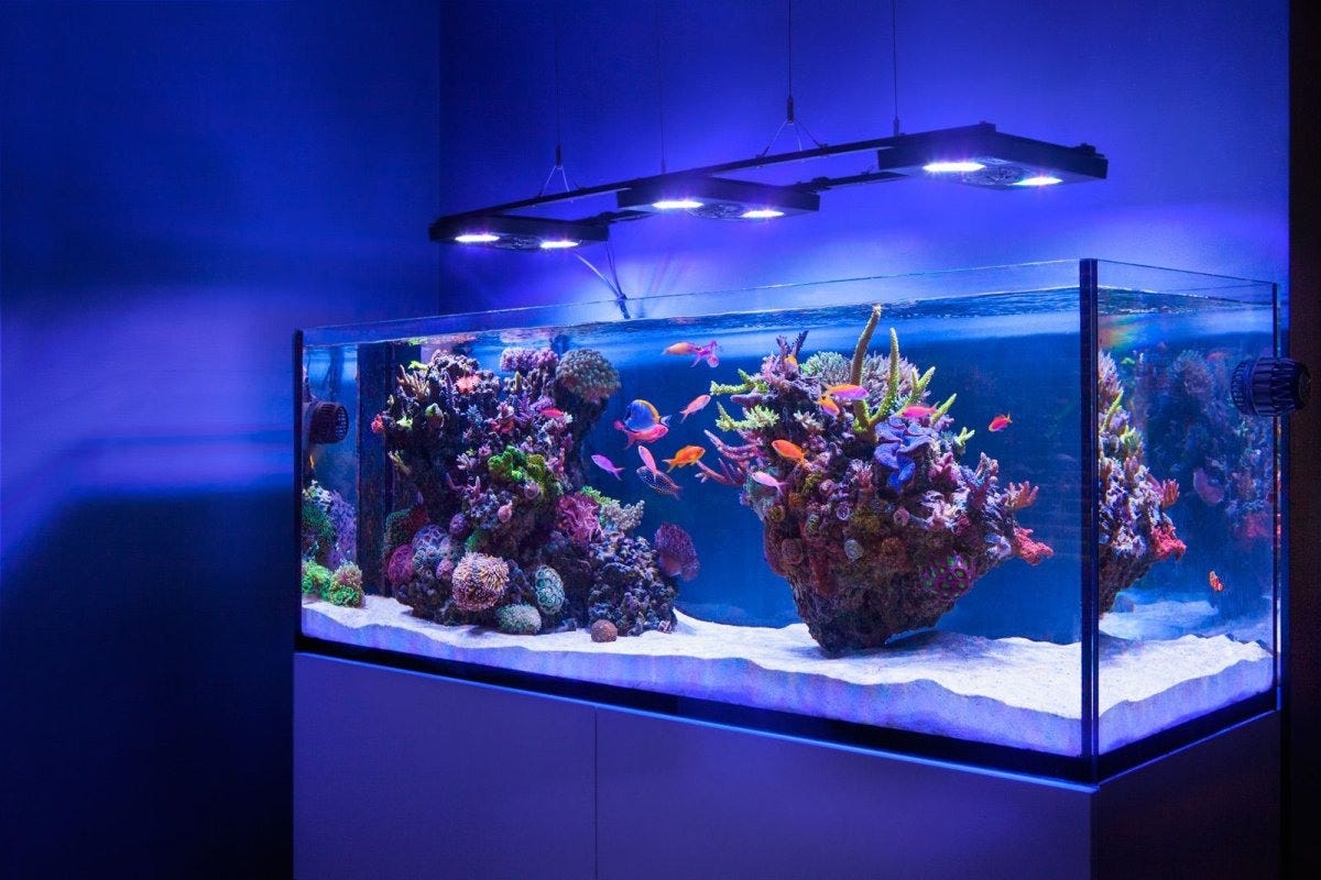 Fish Tank. The shrewd-eyed librarian was back at… | by NP 606 | Apr ...