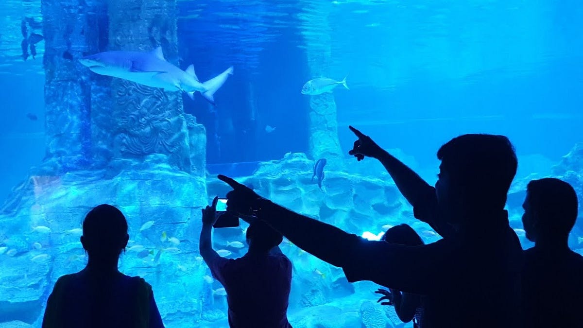 Beyond the Surface Dive into the Enthralling World of Deep Ocean ...