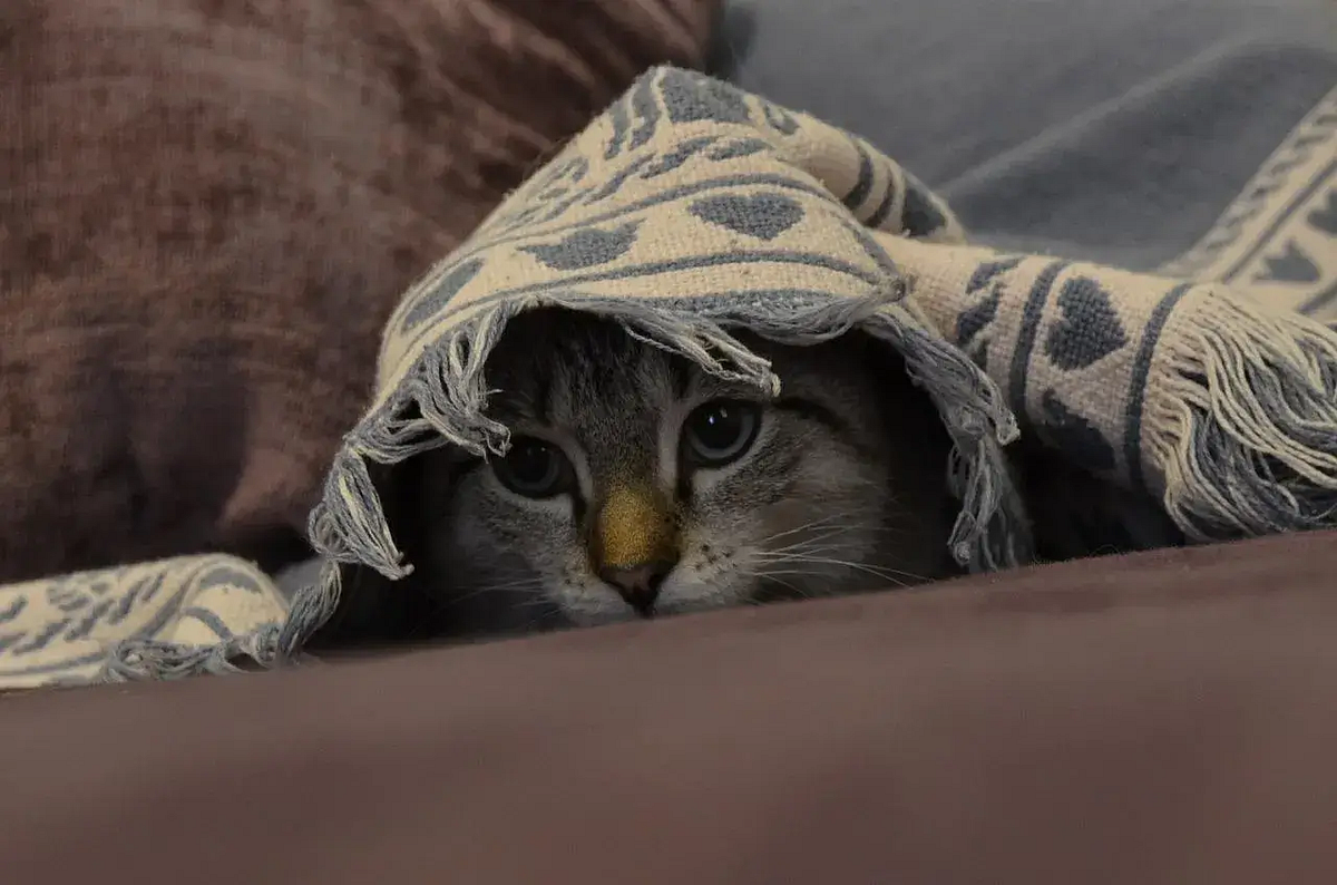 Stressed Cat: What Happens and What to Do, According to Researchers ...