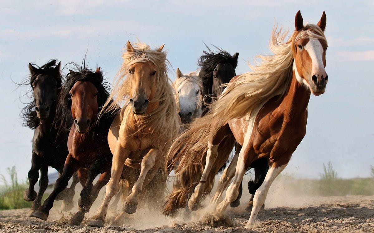 Cavalli: Dalle razze iconiche alle loro diverse utilizzazioni - Gallon michele - Medium