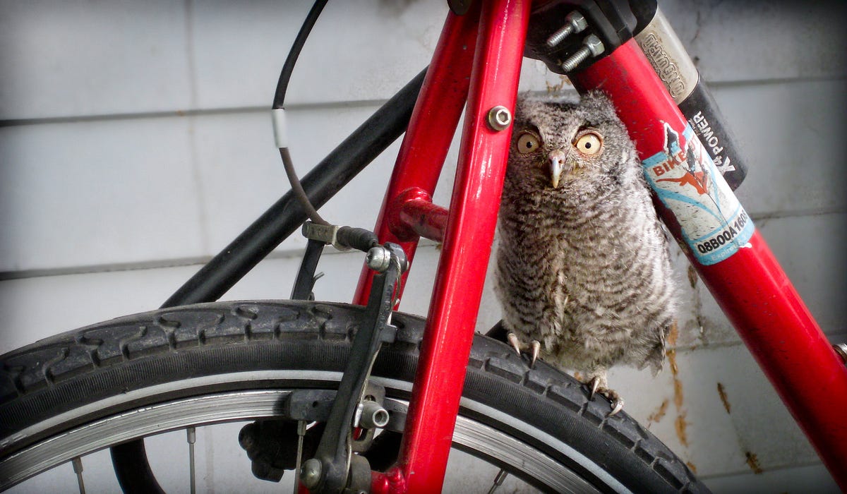 Birding Under The Influence By Dorian Anderson — Review | by ...