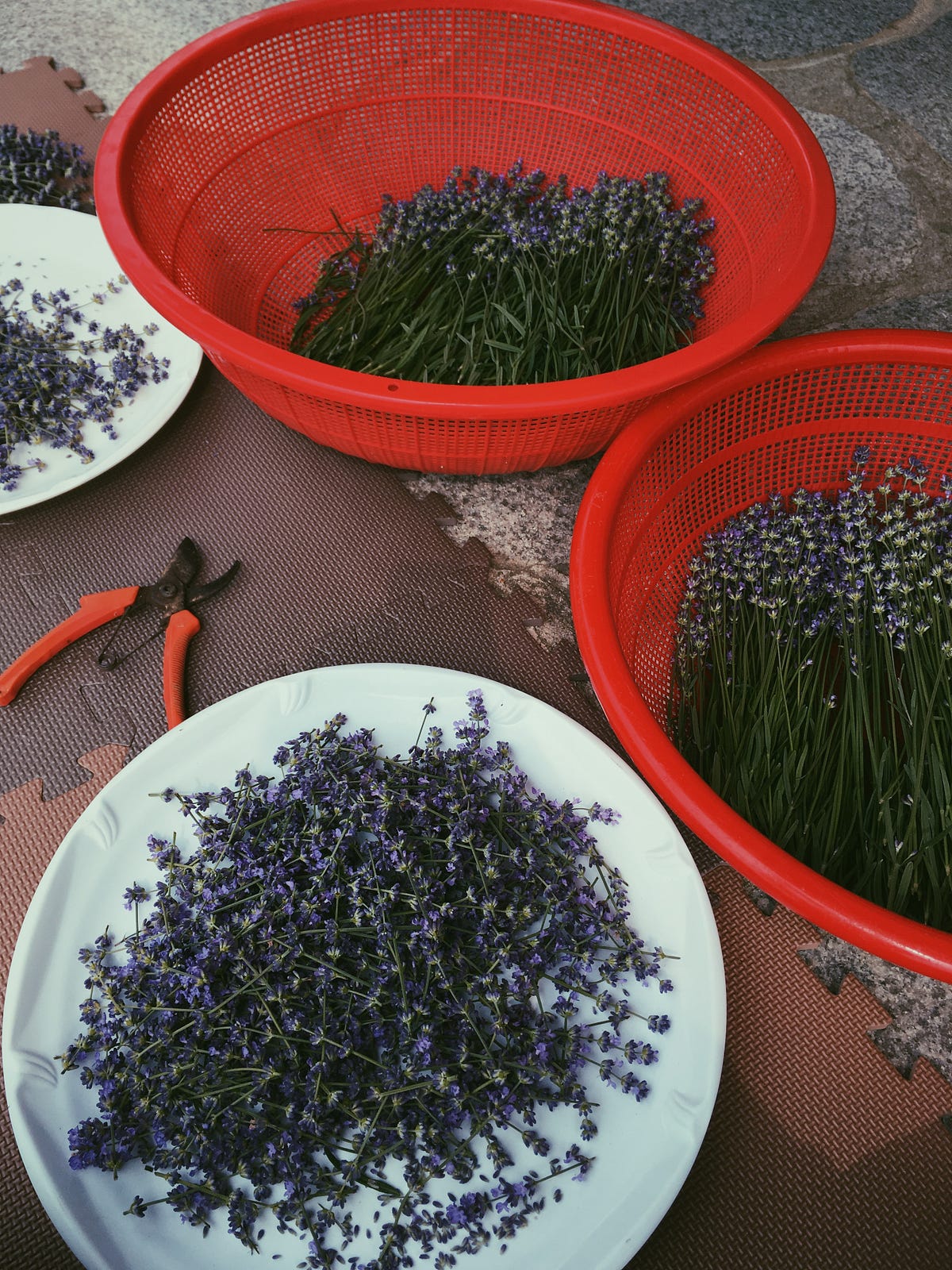 Growing Among Lavender. I grew among the herbs at Largo Farm… | by ...