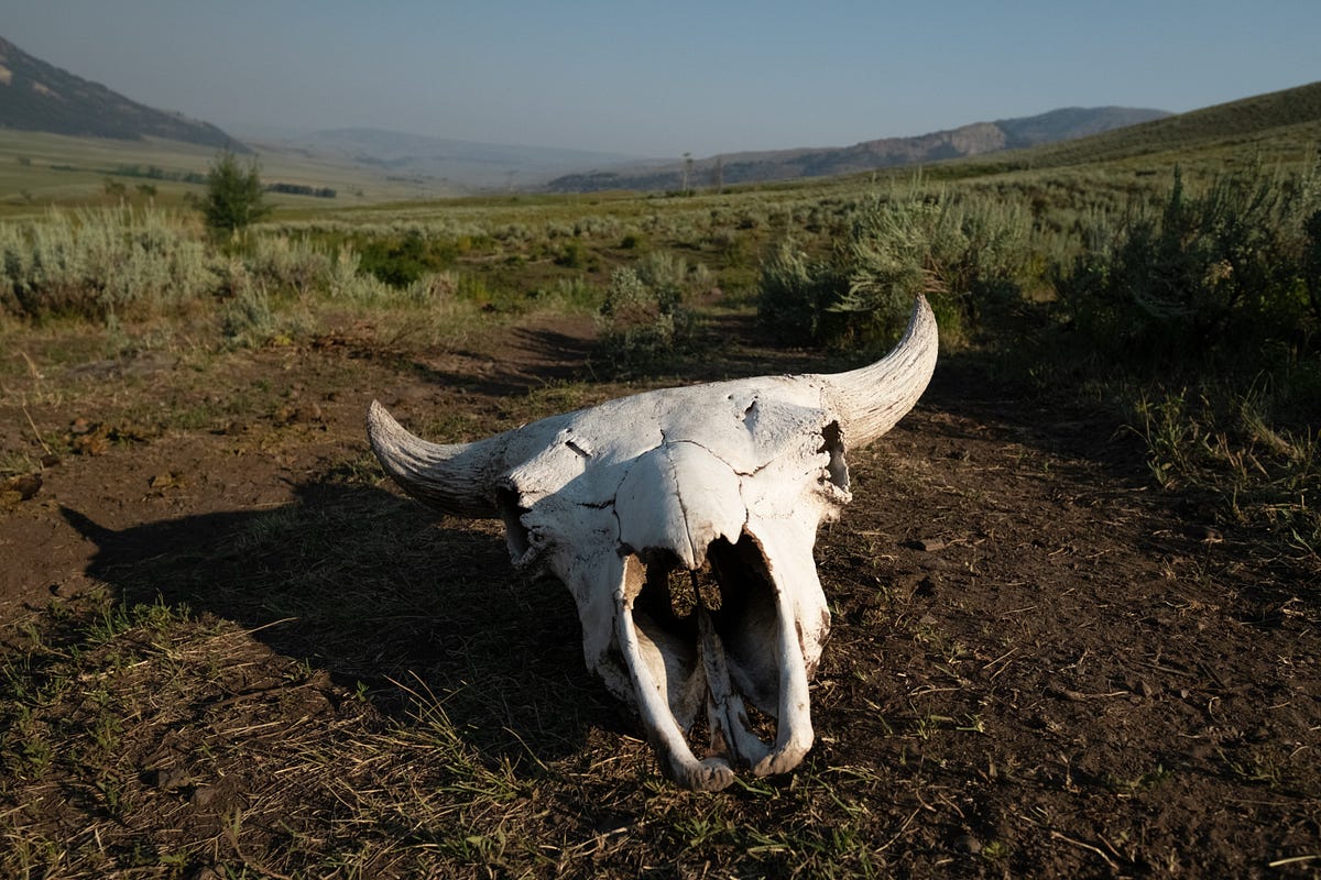 Where the Buffalo Roam(ed). (Author’s note: In North America… | by Liz Koonce | Medium