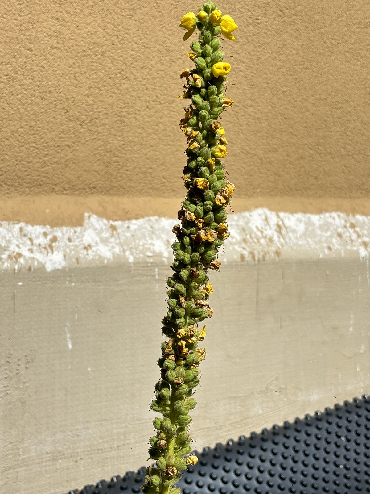 Beauty and Strength of Mullein (Verbascum) | by Rubi _tale | Medium