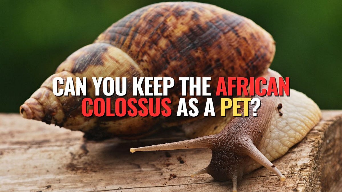 Domesticating the African Colossus: Breeding Achatina in Your Home | by ...