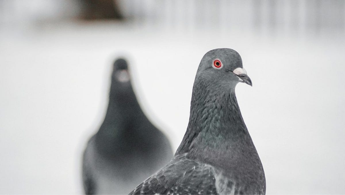 Pigeon Post: Conversing with the Skies in the History of Communication ...