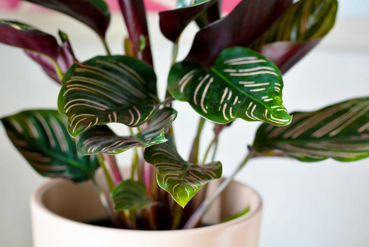 Popular Houseplants for a Fresh and Clean Air | Medium