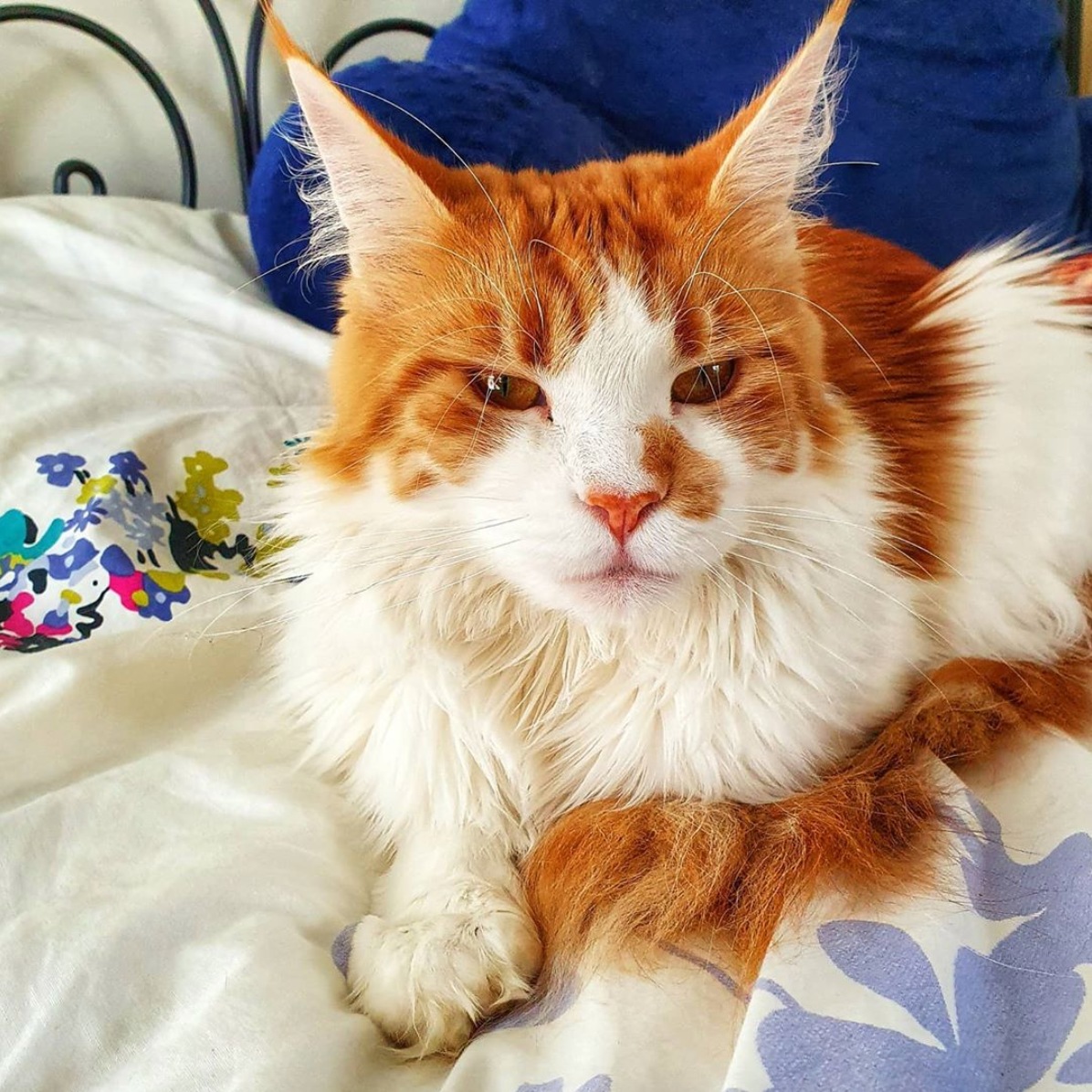 Nervous Wreck Cat