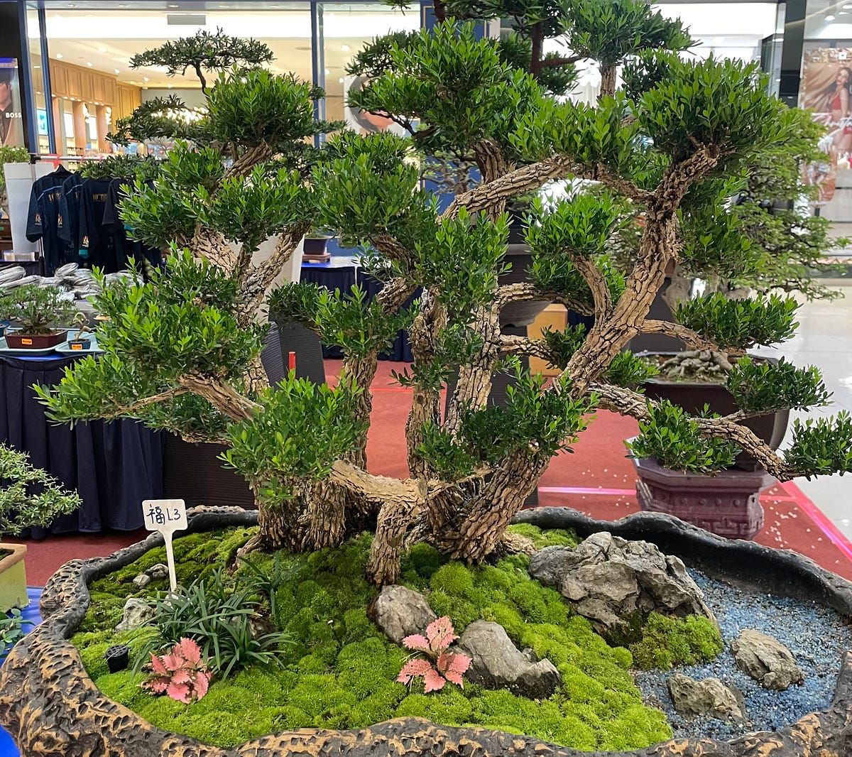 The Things We Learn From Trees. Bonsai trees, to be exact | by TzeLin ...