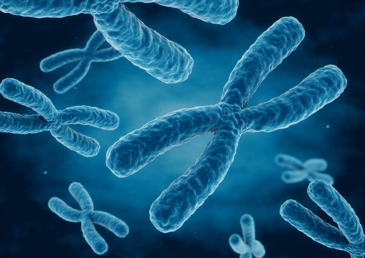 Chromosomes are thread-like systems discovered in the nucleus of cells ...