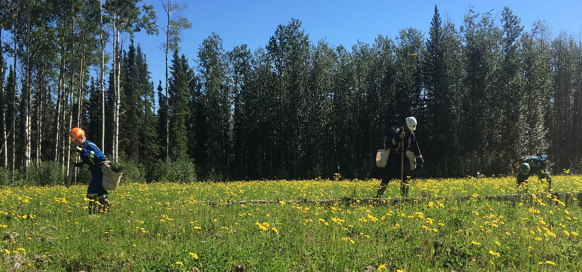 🌳🌲Understanding the Differences: Environmental Tree Planting vs ...
