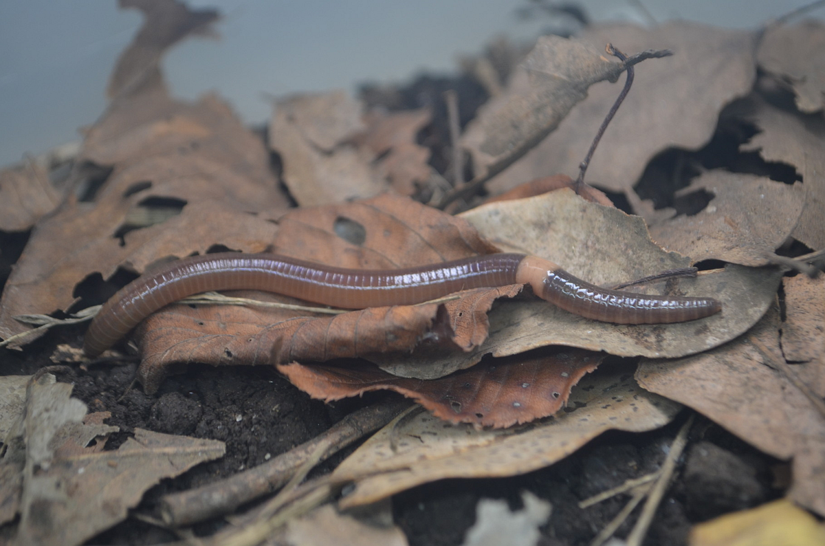 What Makes Invasive Jumping Worms So Threatening? | by Nigel Mills | Medium