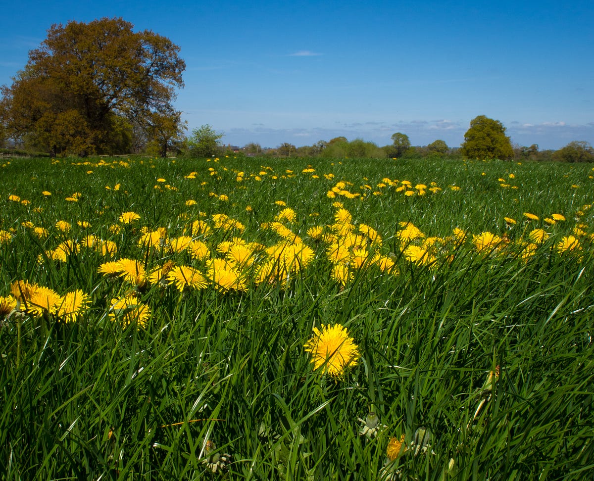 Stream.Close(). So we had some very welcome news the… | by Developing Daddy | Medium