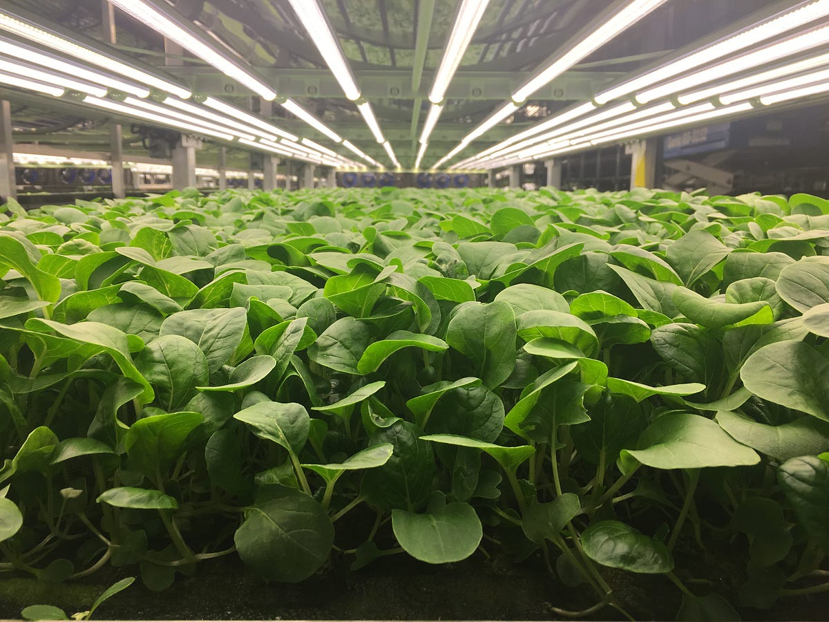 Mindful Farming for the Planet. The planet deserves our love and… | by ...