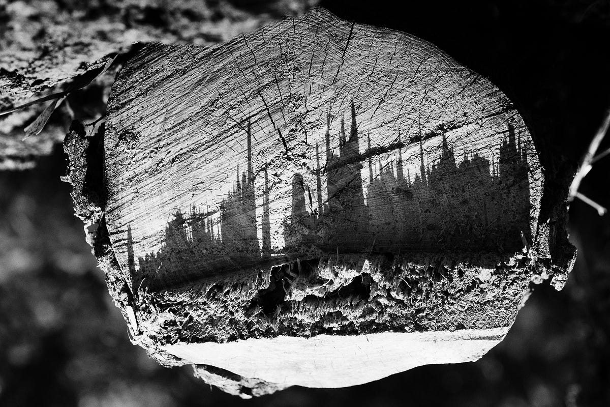 The City in Trees. One Location, One Lens, One Study (or… | by Lauri ...