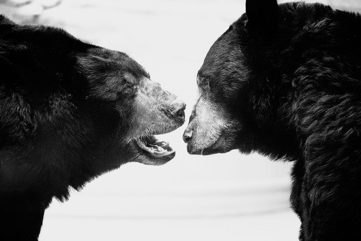Anthropomorphism. June Six Word Photo Story Challenge… | by Ian Hanson ...