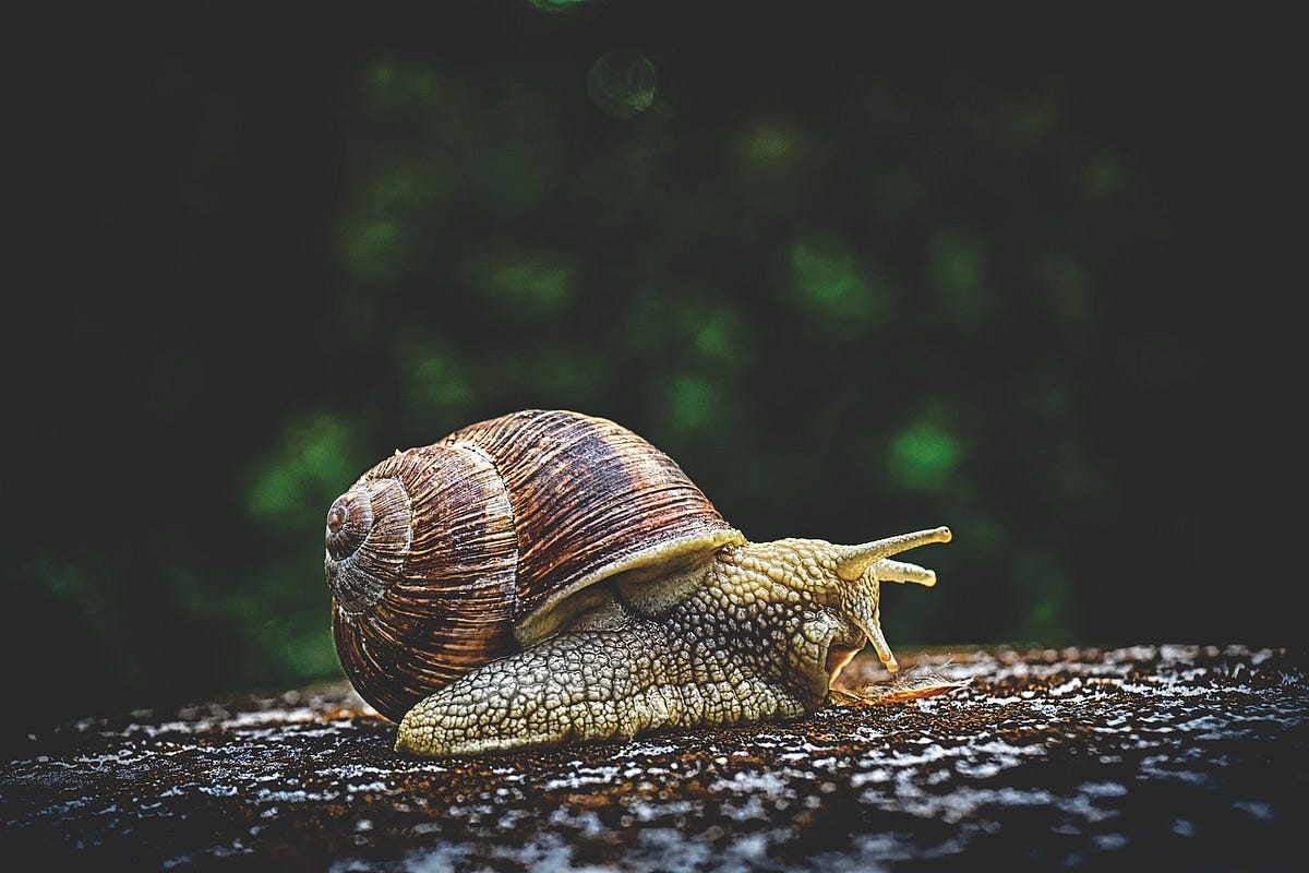 A story with snails. I love snails. No, I don’t like to eat… | by ...