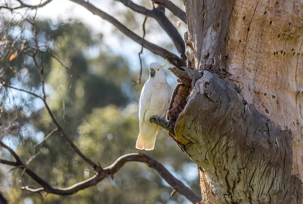 Red River Gum. The vibrancy of the manic winged… | by Ben Murphy ...