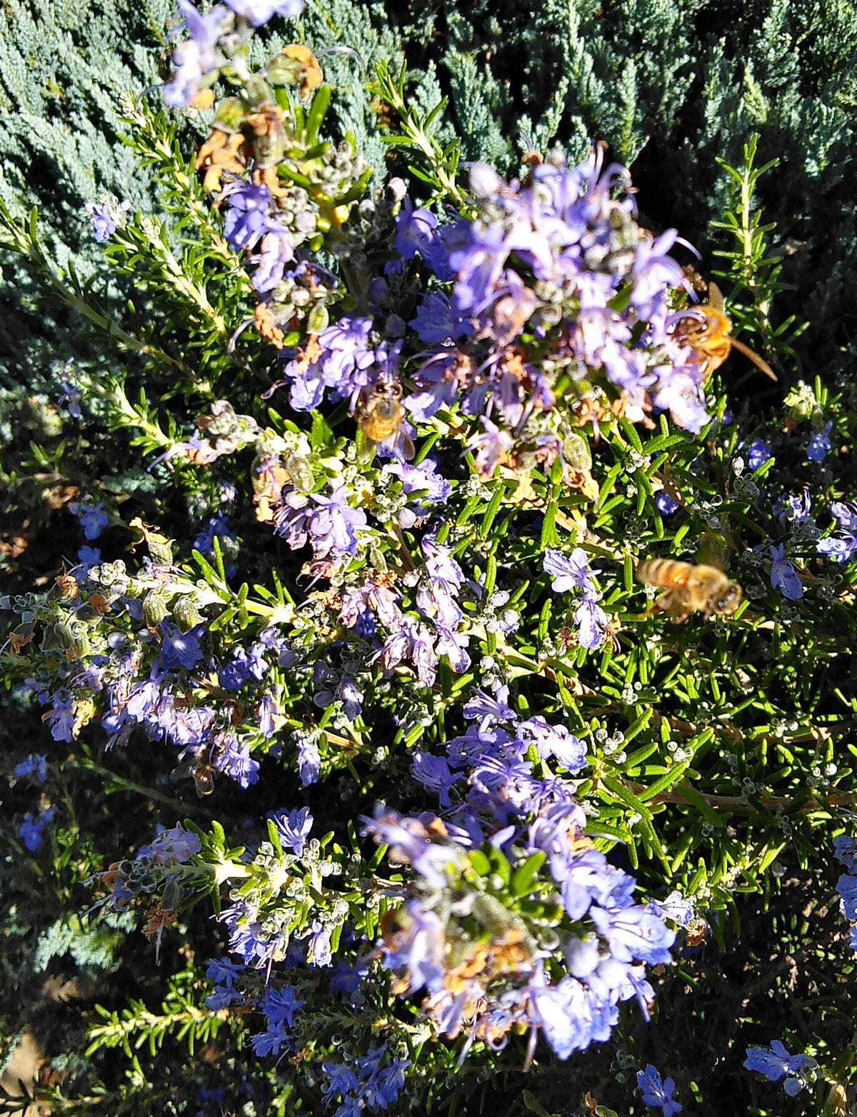 March. Its March already, the first 2 months… | by Paperbark Owl Moon ...