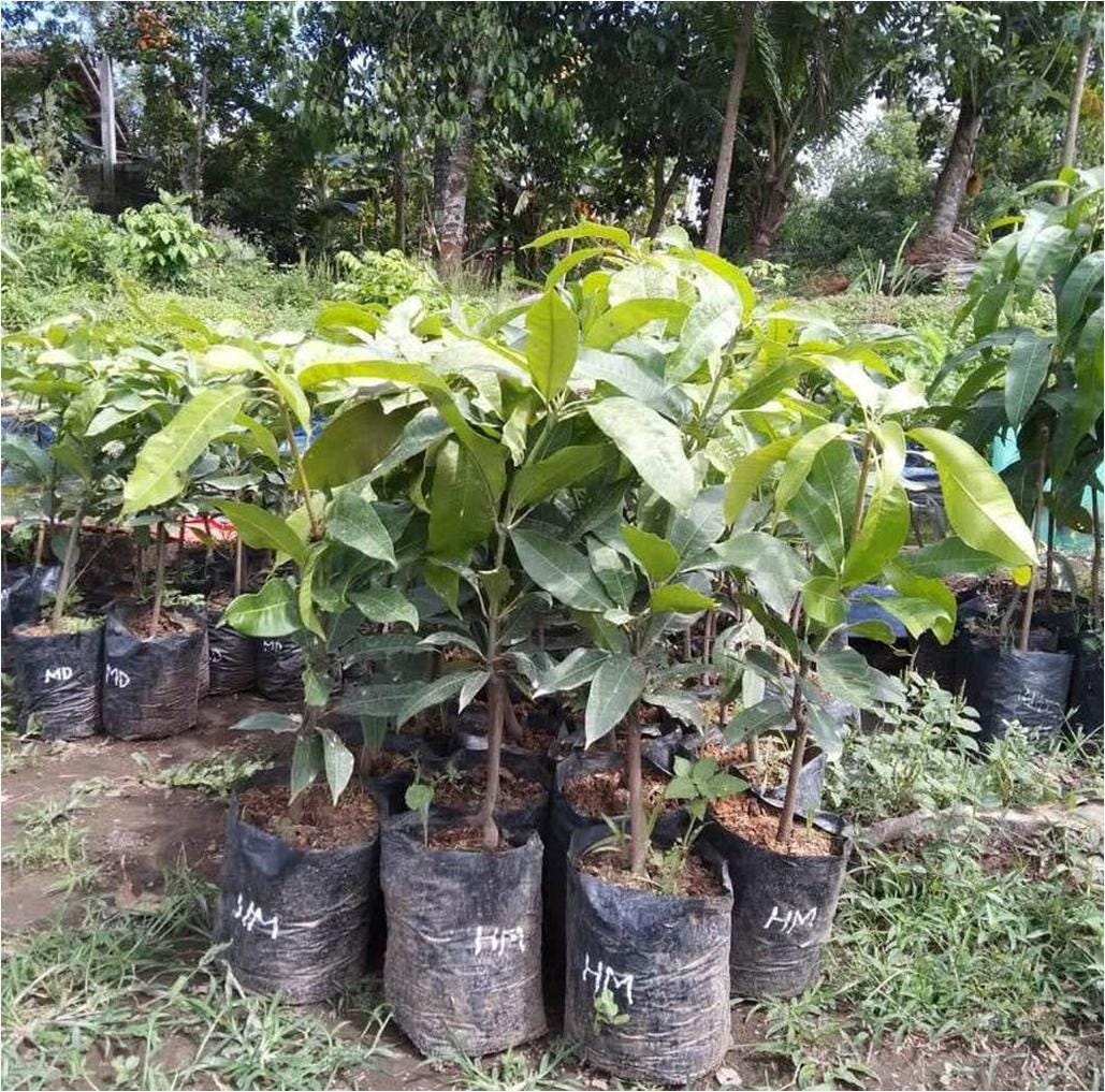 Bibit Mangga Gadung Harum Manis Asli Stek Rembang Terlengkap | by Agro ...