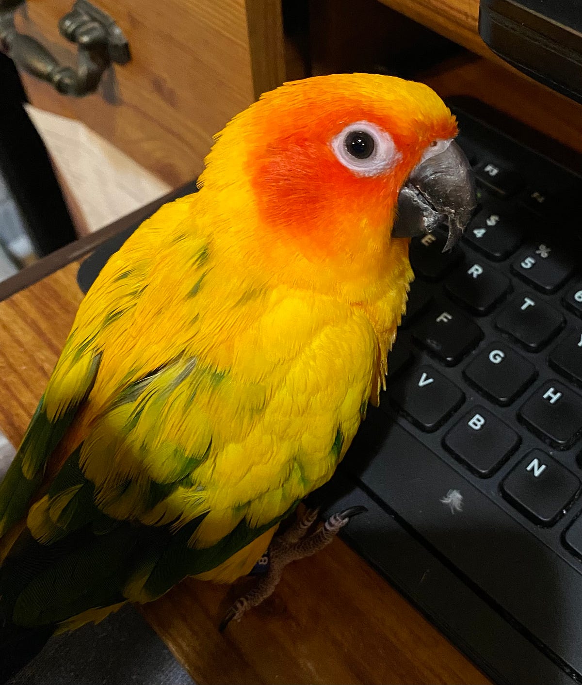 Need Advice Now, Forget Dear Abby, Ask An Avian | by Lora J. Satirica ...