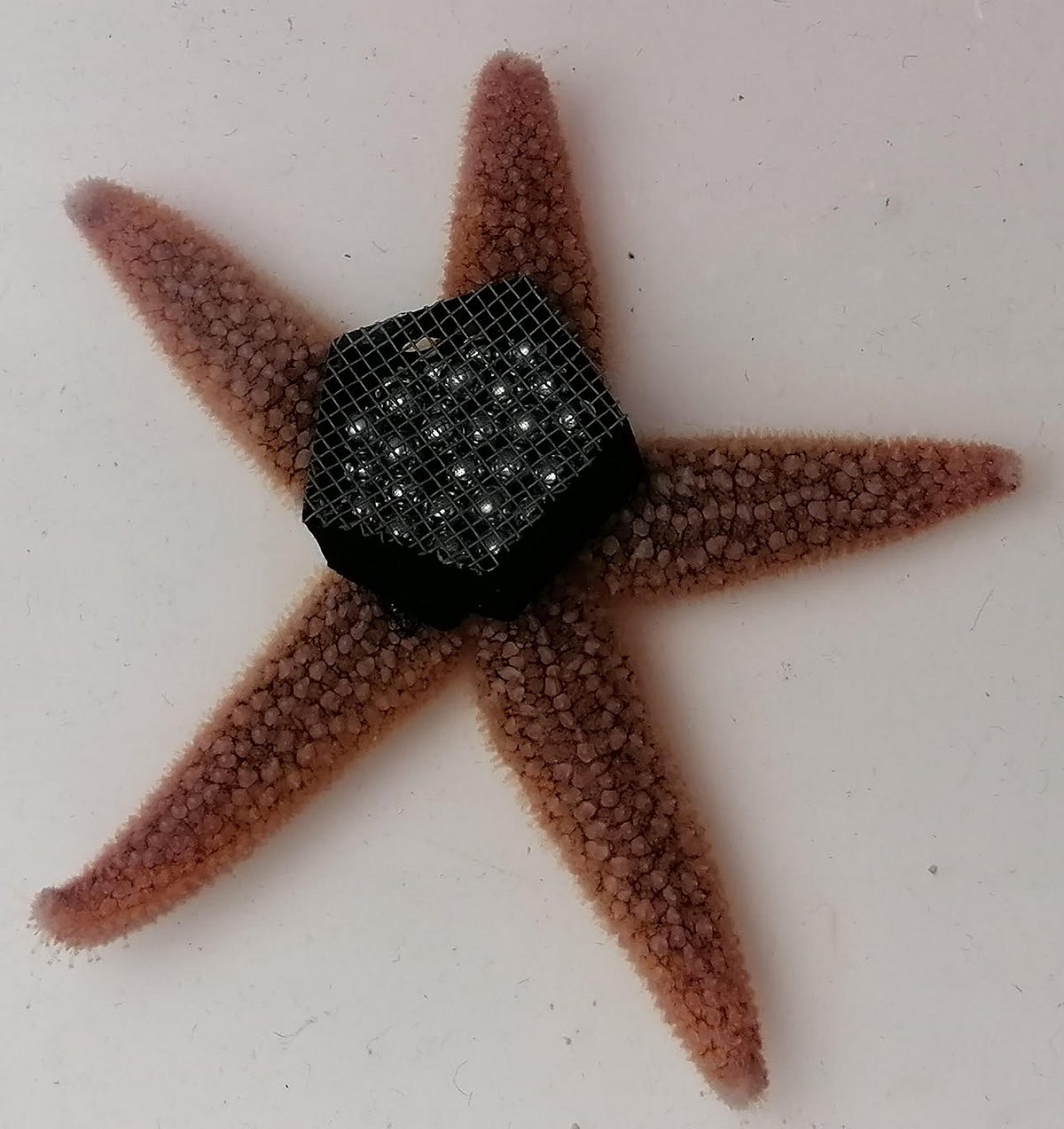 How To Walk Without A Brain. How do sea stars monitor and coordinate ...