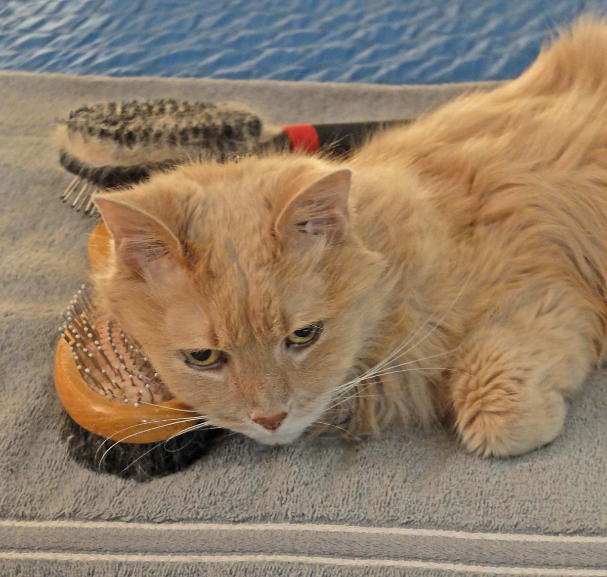 Caturday with Taffy (R.I.P.) - Catness - Medium