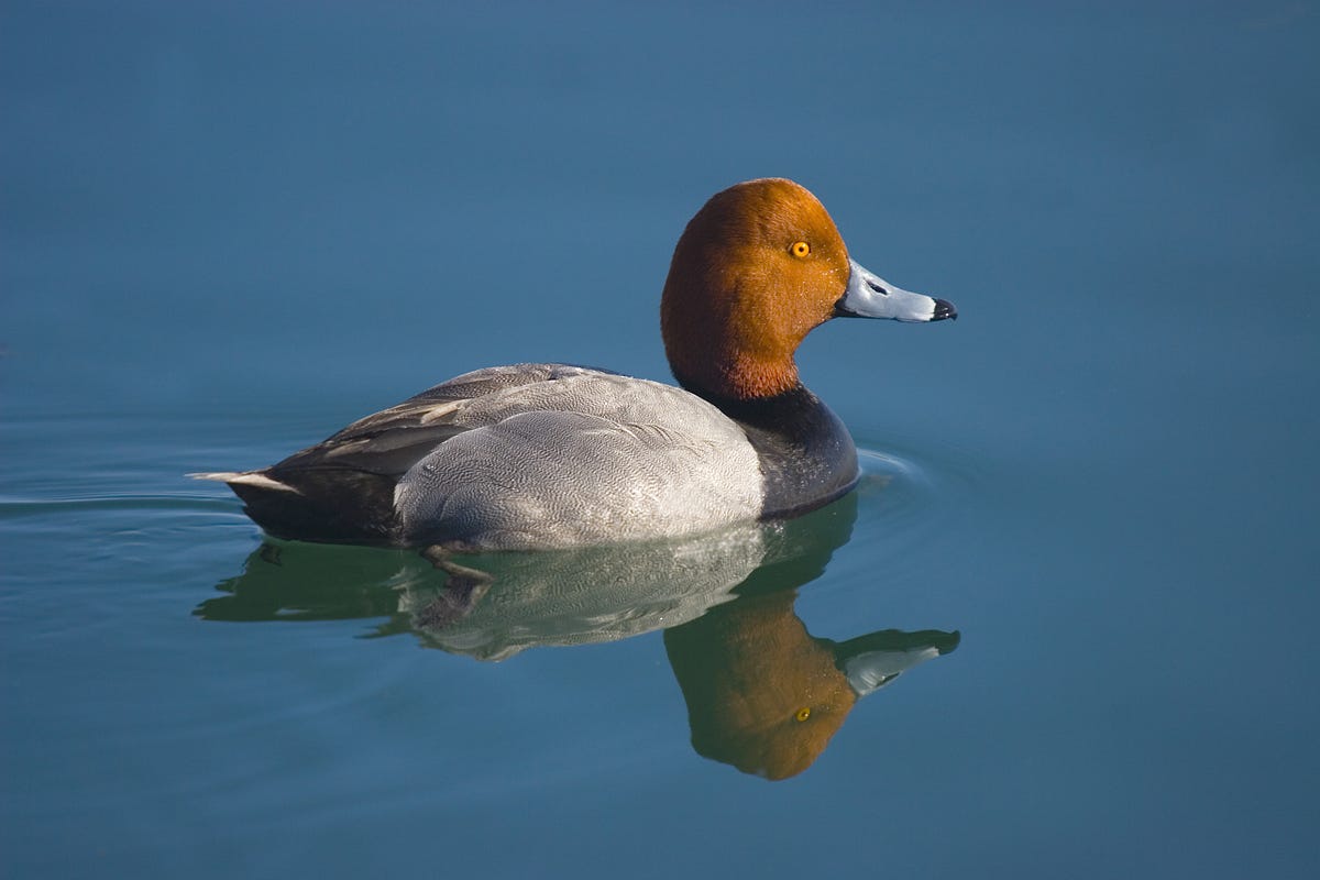 Understanding the Duck Curve. Where Solar Runs Into Trouble | by Brian ...