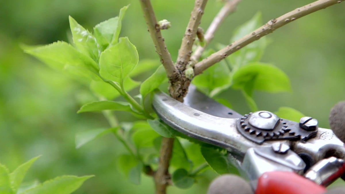 Present with God: In my Pruning. Every branch in me that does not bear ...