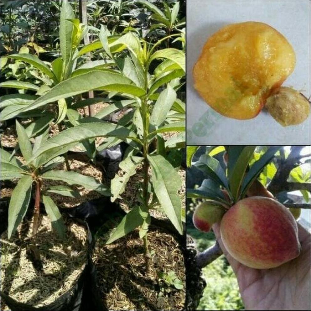 Bibit Tanaman Buah Persik Peach Banjarnegara Terlengkap | by yuni kamboja | Medium