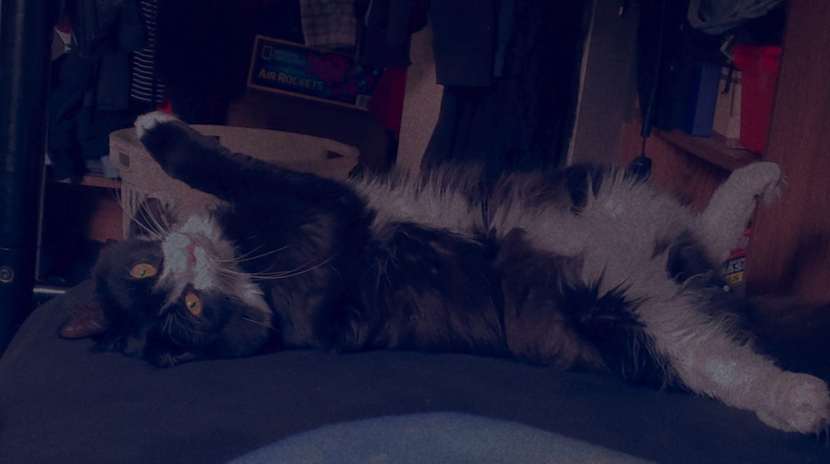 My Right-Hand Man: Paws. Every villain needs an ominous cat to… | by ...