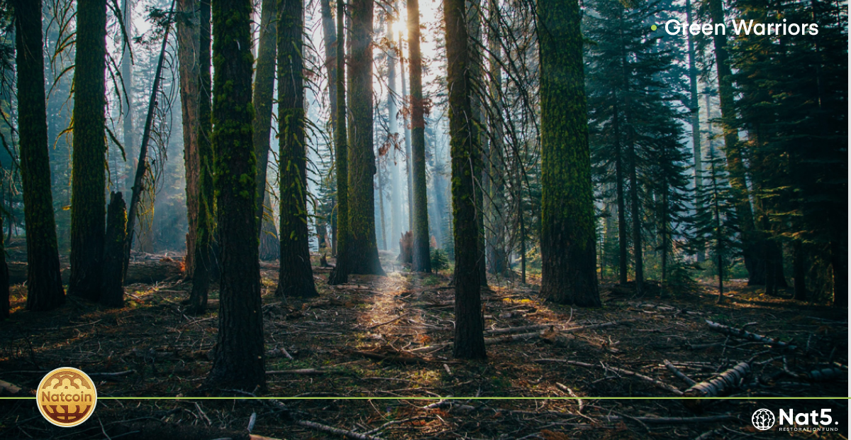 ¿Qué son los Sumideros y depósitos de GEI? | by ASES | Medium