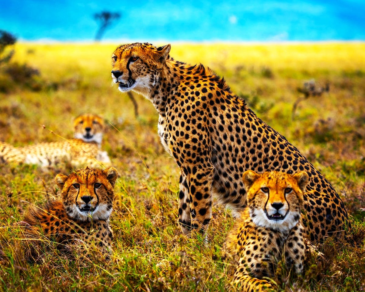 Poem on Cheetah. Poem on Cheetah | by Farhan Asif Yousaf Zai | Jan ...