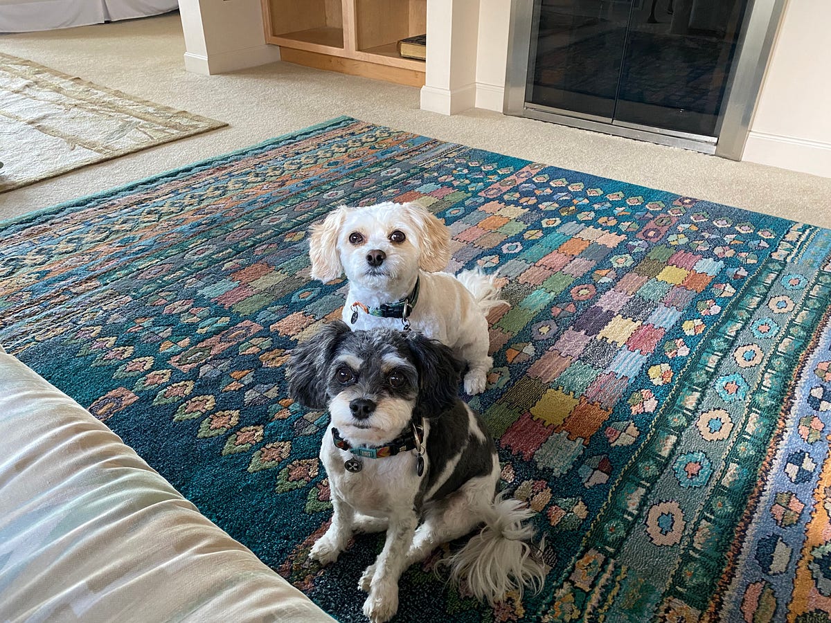 Observation #4 Me and you and two dogs named Elwood P. “Cubby” Cubberly ...