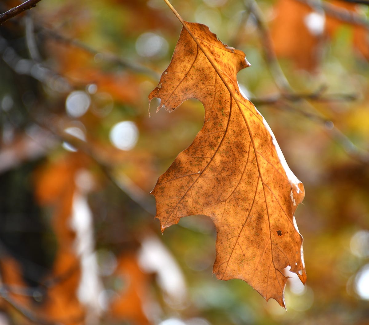 How Does His Rain Come to You | by Sheila McCall | Medium