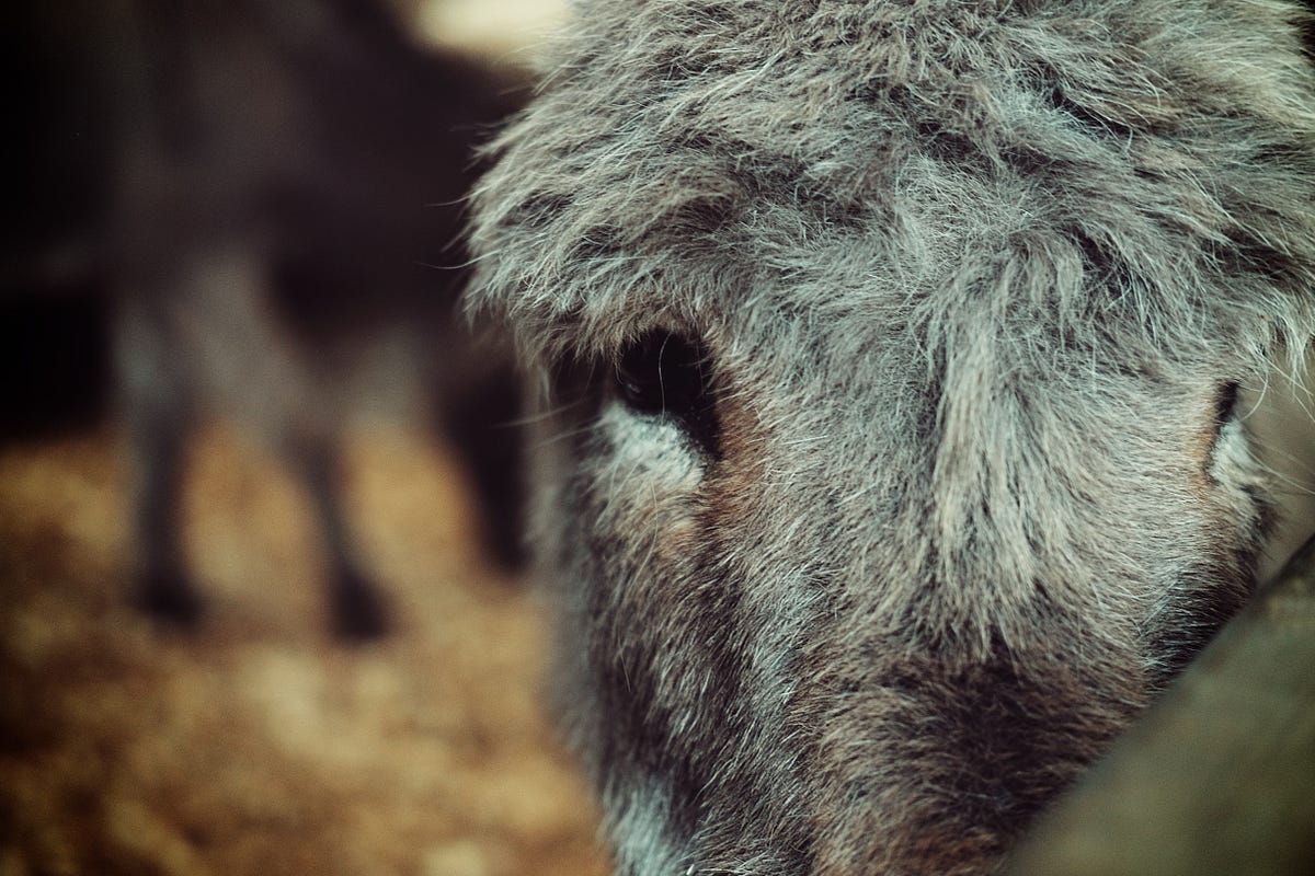 Dead Donkeys Society - The Daily Cuppa - Medium