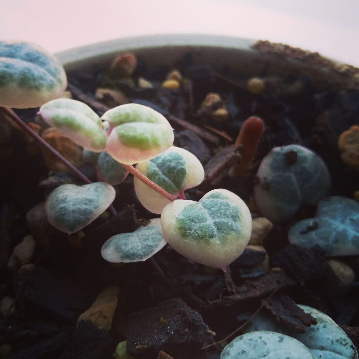 I Don’t Treat My Plants For Insects, I Just Move Them! | by Snyx ...