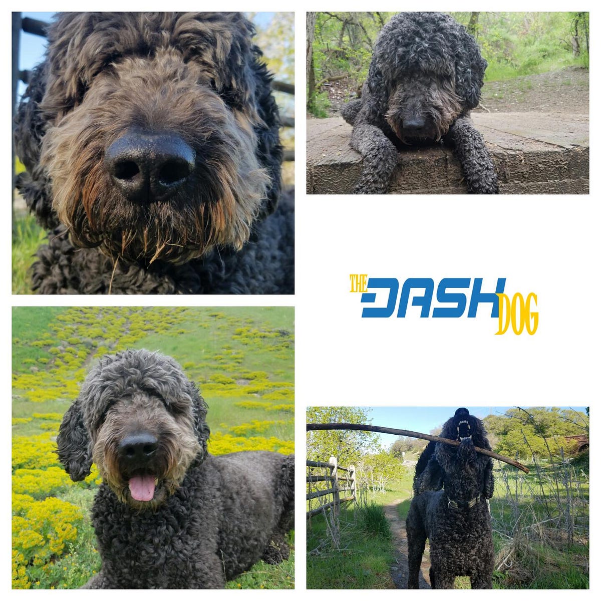 #THEDASHDOG INSTAGRAM CONTEST: $100 DASH PRIZE — Ends May 15, 2017 | by ...