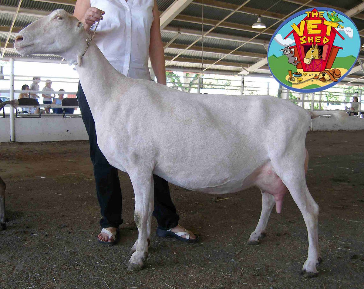 Learn how to care for your La Mancha goats with online pet stores and ...