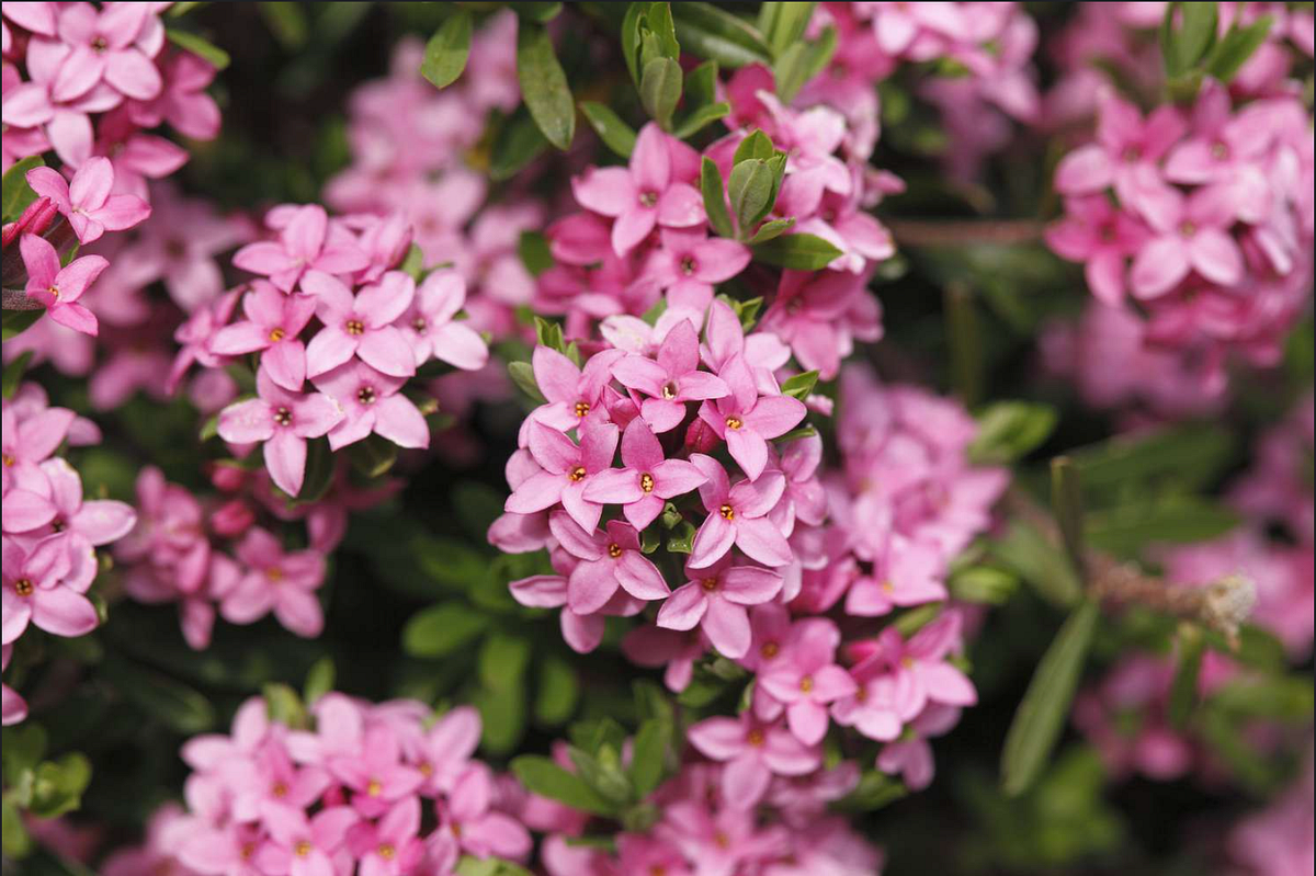 Flowers - Temima - Medium