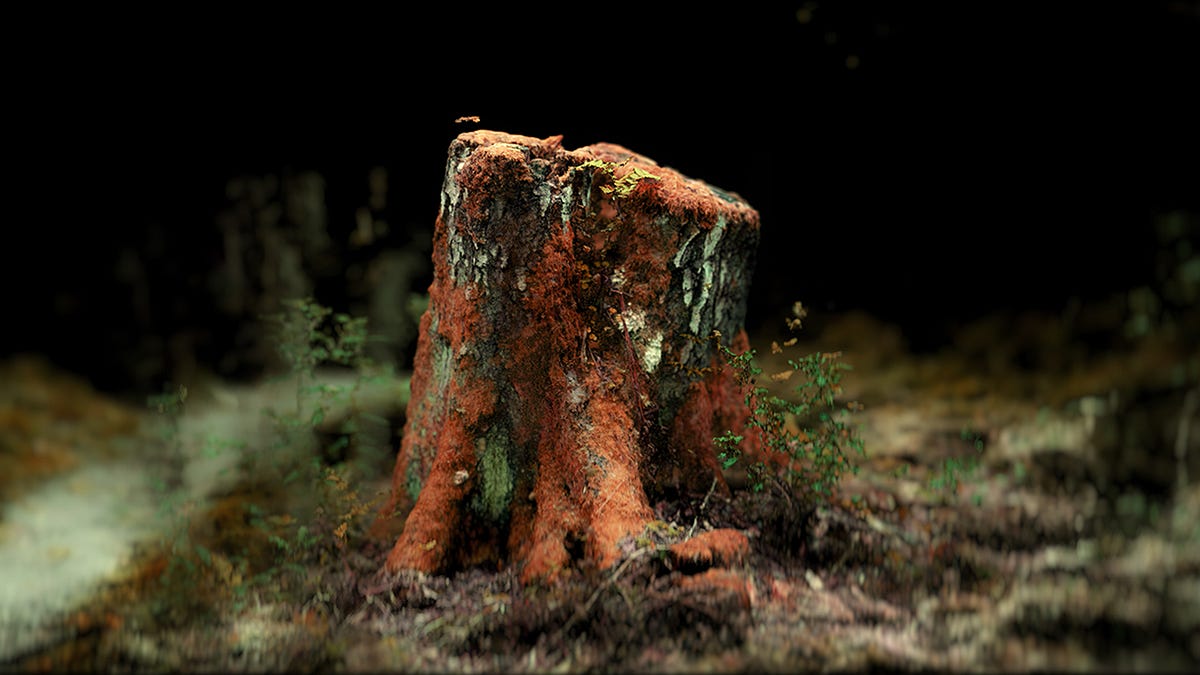 Disintegration, Light, and the Digital Bloom with David Lisser | by ...