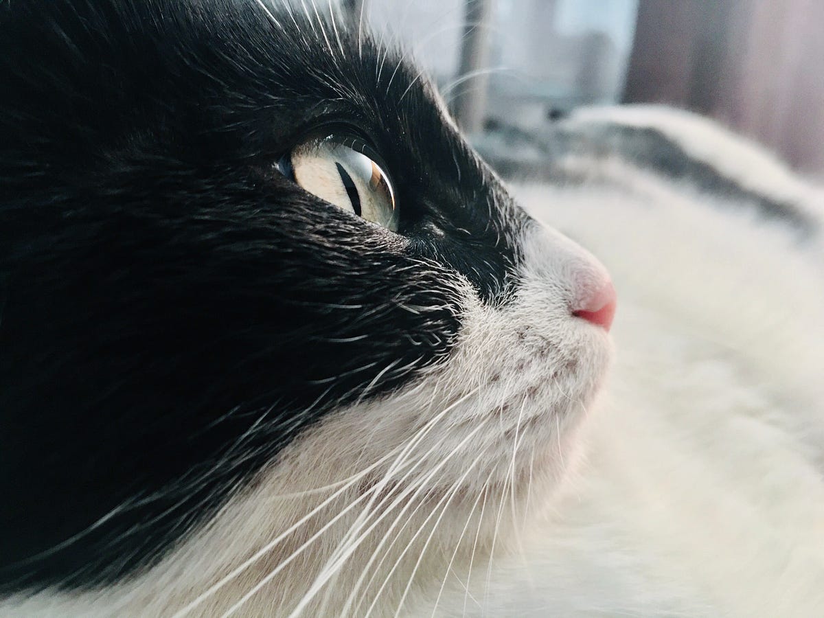 Cultivate kindness. Everyone wants to be loved. | by Juan Sagasti | Medium