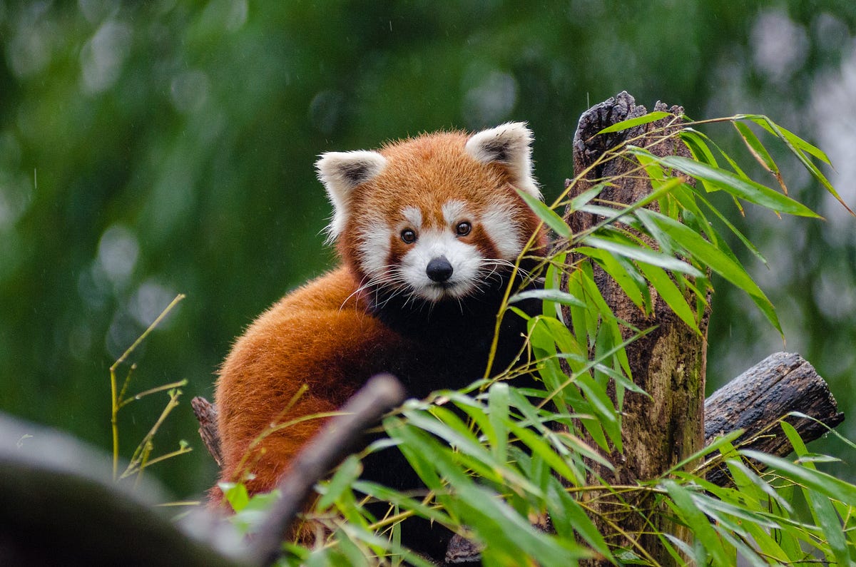 Essential Pandas Every Data Scientist Should Know In 2021 By Abhishek Verma Towards Data Science 