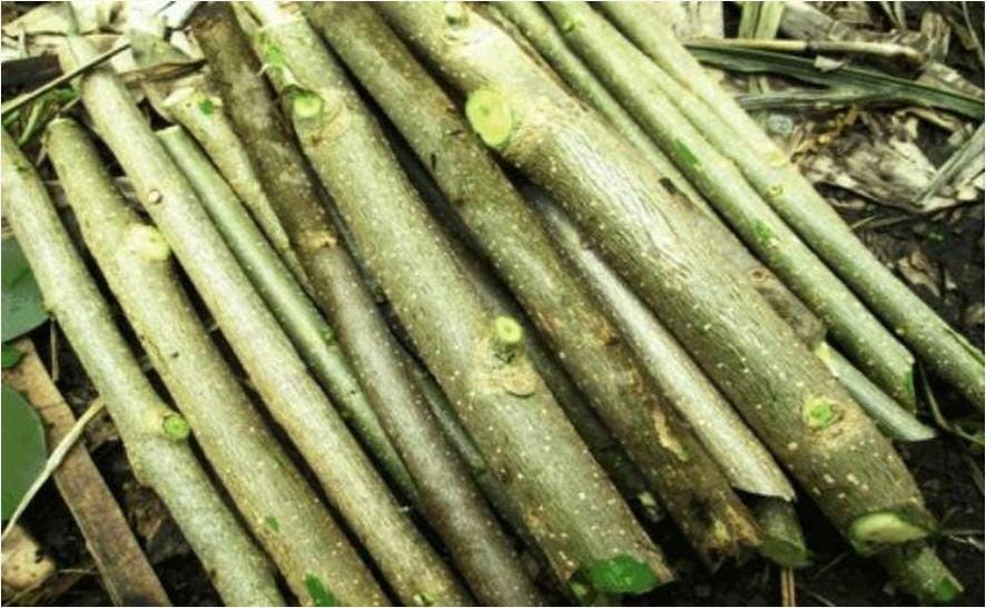 Jual Bibit Pohon Gamal Untuk Rambat Vanili Cutting Stek Batang Kota ...