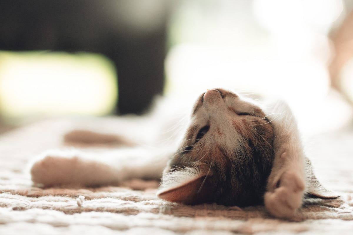 The Ultimate Guide to Cat Owner Lingo | Creatures