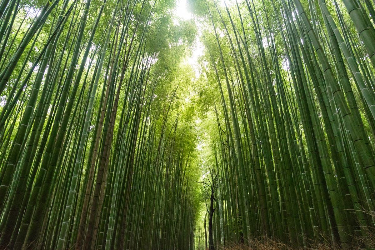 Bamboo. Haiku/Tanka prompt: Strength | by Vivienne Teh | Medium