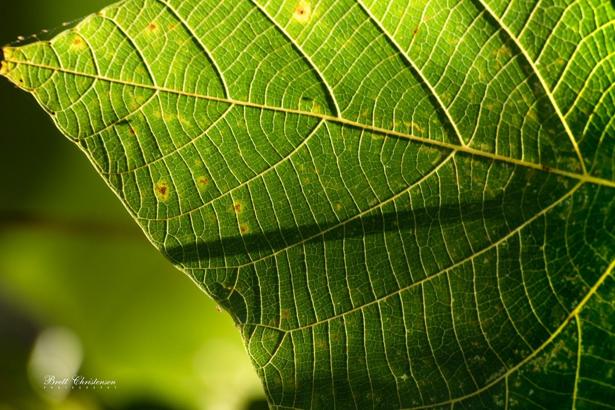 Capturing The Beauty Of Leaves. Photo Fun With Fronds and Leaves | by ...