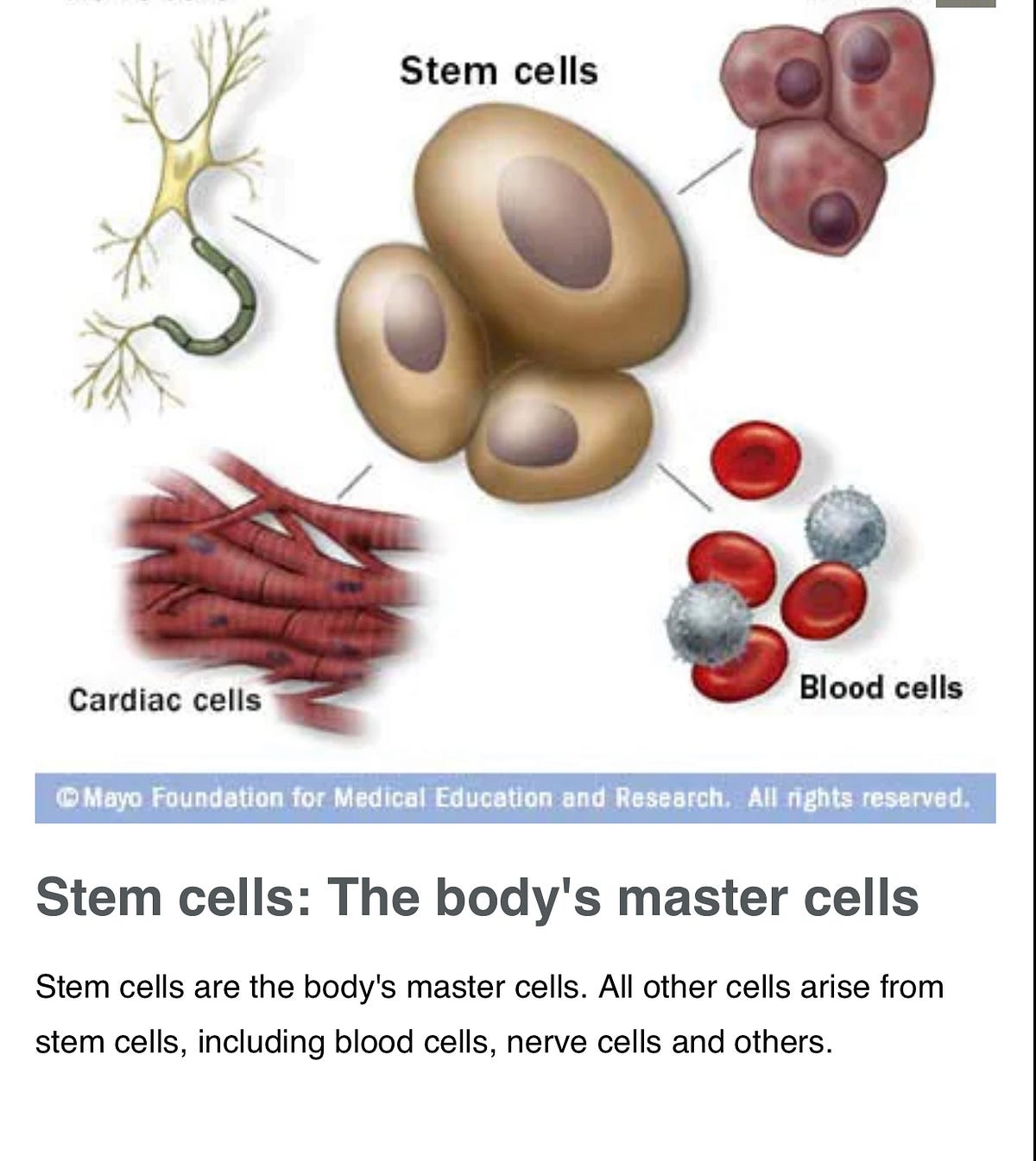 What are Stem Cells?. Stem cells are undifferentiated cells… | by Cheyanne Mallas | Sep, 2023 ...