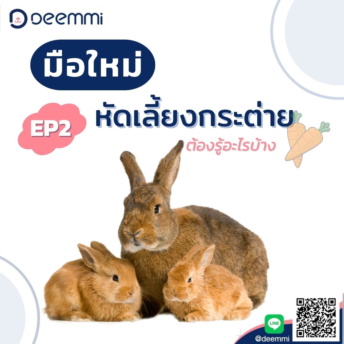 มือใหม่หัดเลี้ยงกระต่าย ต้องรู้เรื่องอะไรบ้าง EP2 | Deemmi | by Deemmi Pets | Medium