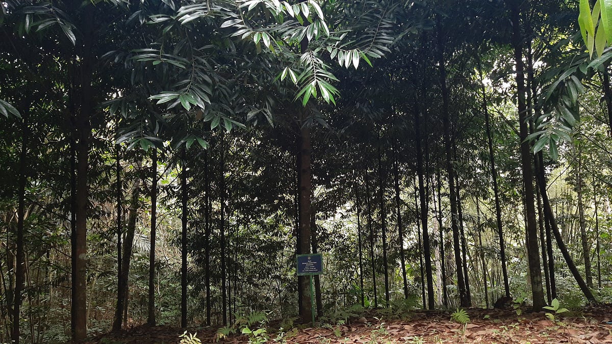 Pohon: Pompa Air Raksasa dalam Siklus Hidrologi | by Anoa Gabut | Medium